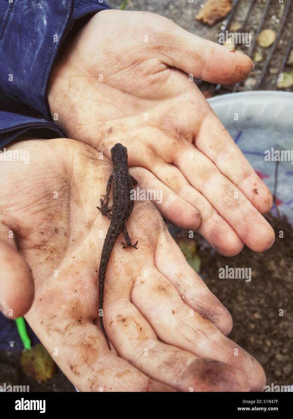 Smooth newt triturus vulgaris on boy‘s hand Stock Photo - Alamy