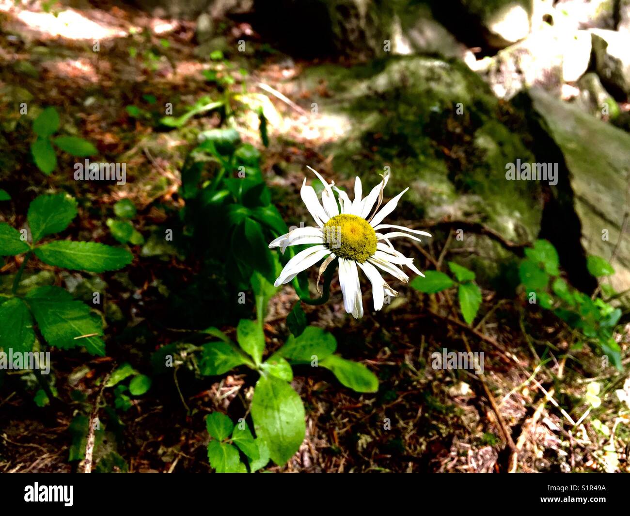 Daisy mountain hi-res stock photography and images - Alamy