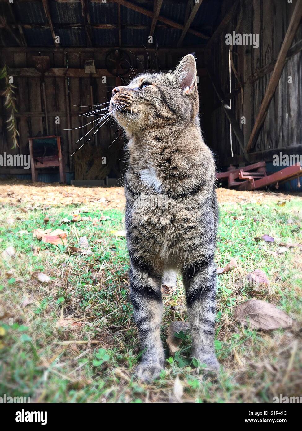 Barnyard hi-res stock photography and images - Alamy