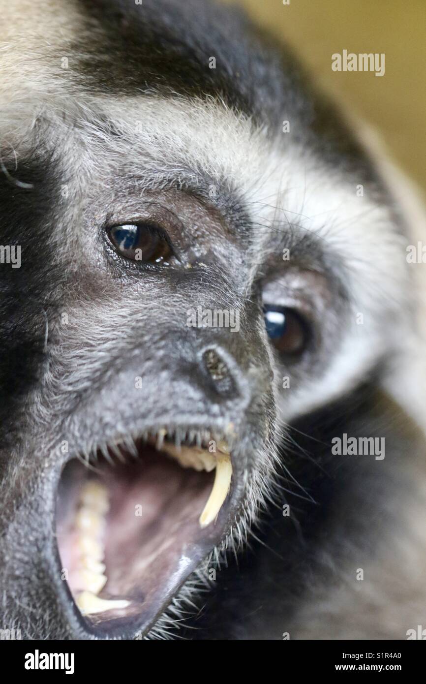 Monkey Cry Stock Photos & Monkey Cry Stock Images - Alamy