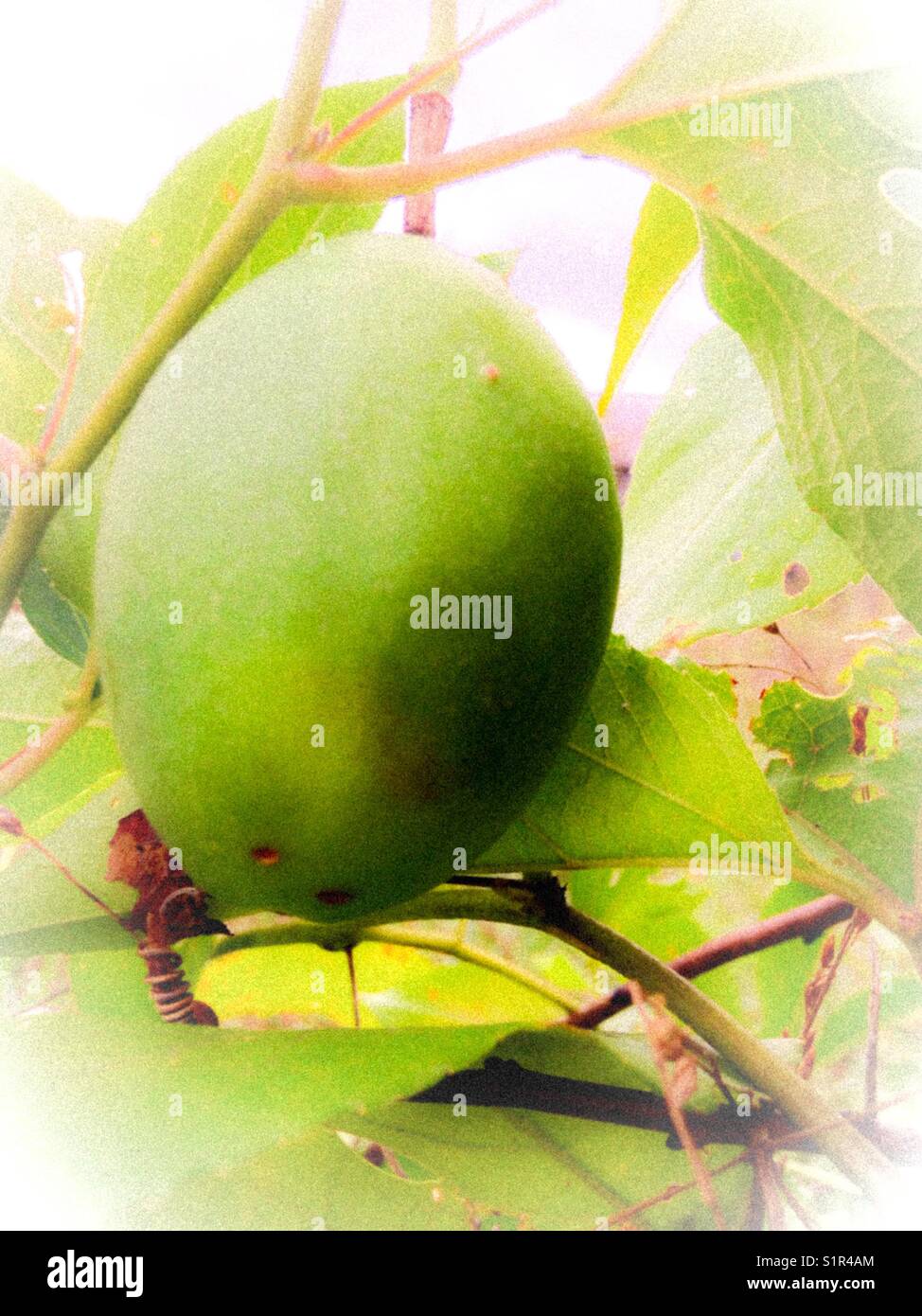 Wild apricot portrait Stock Photo - Alamy