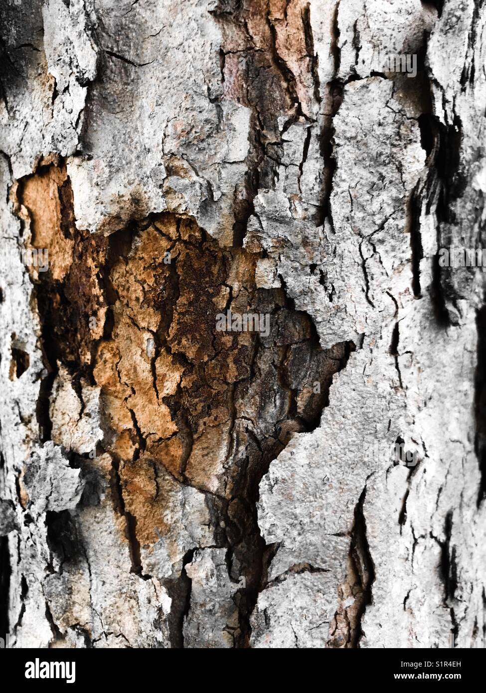 Dogwood bark hi-res stock photography and images - Alamy