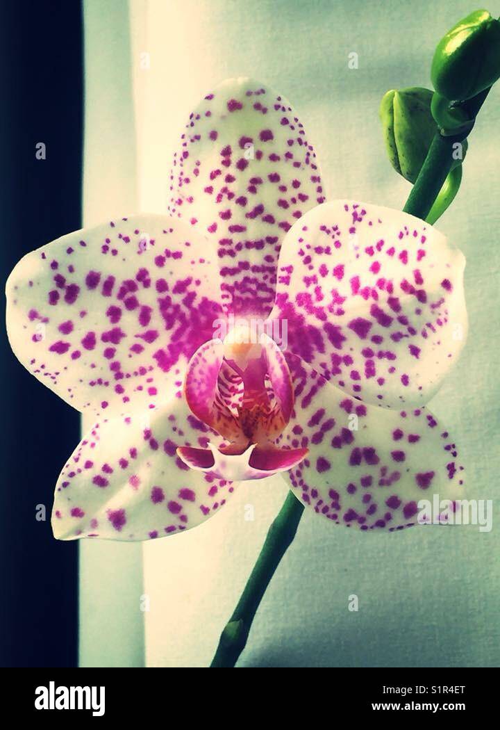 A spotty pink and white Orchid flower Stock Photo - Alamy