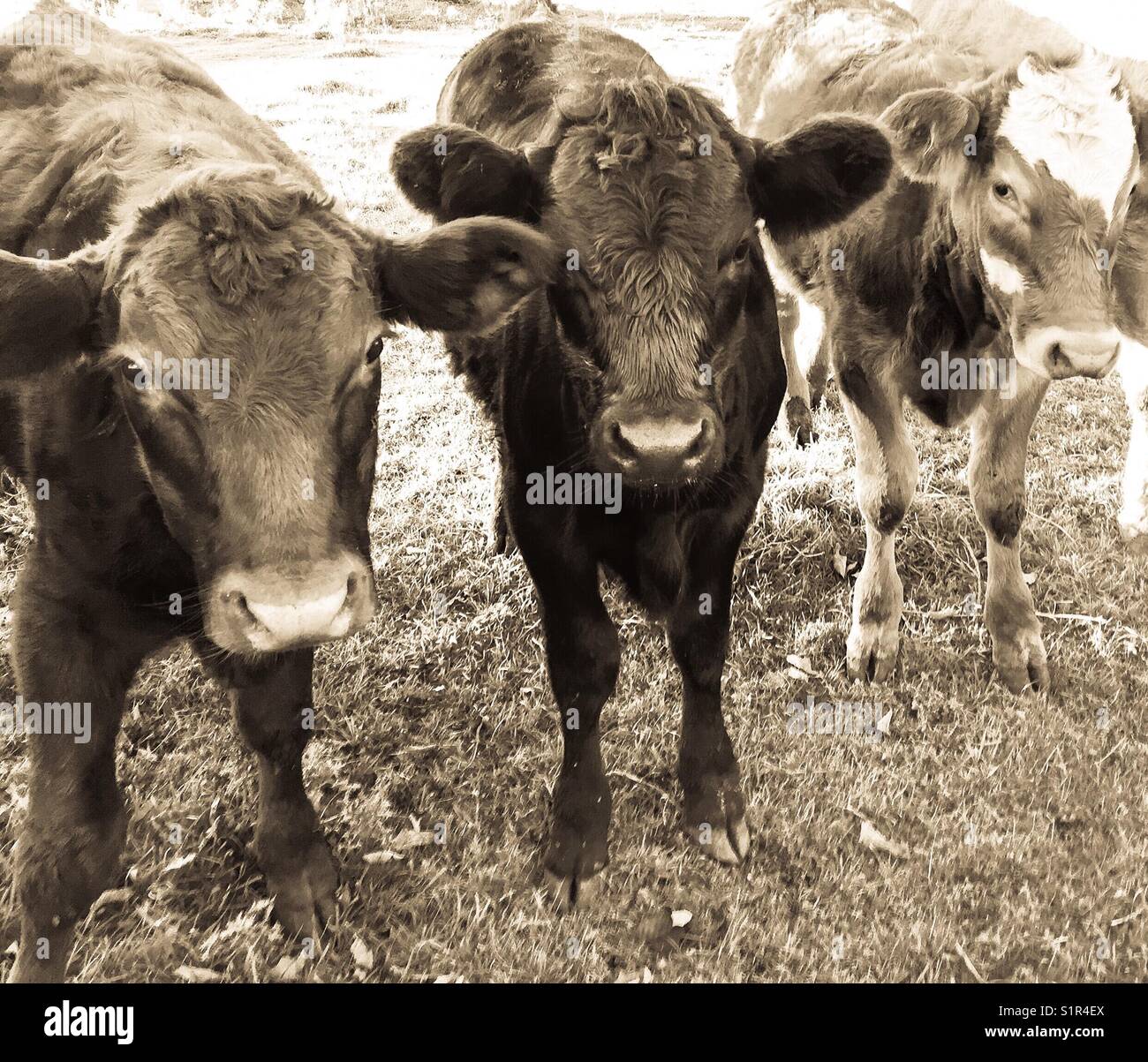 Three calves in a field Stock Photo - Alamy