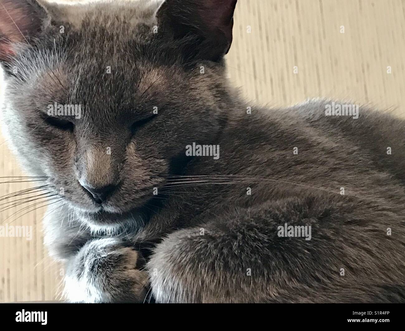 Beautiful Russian Blue kitty dozing or taking cat nap on top of TV ...