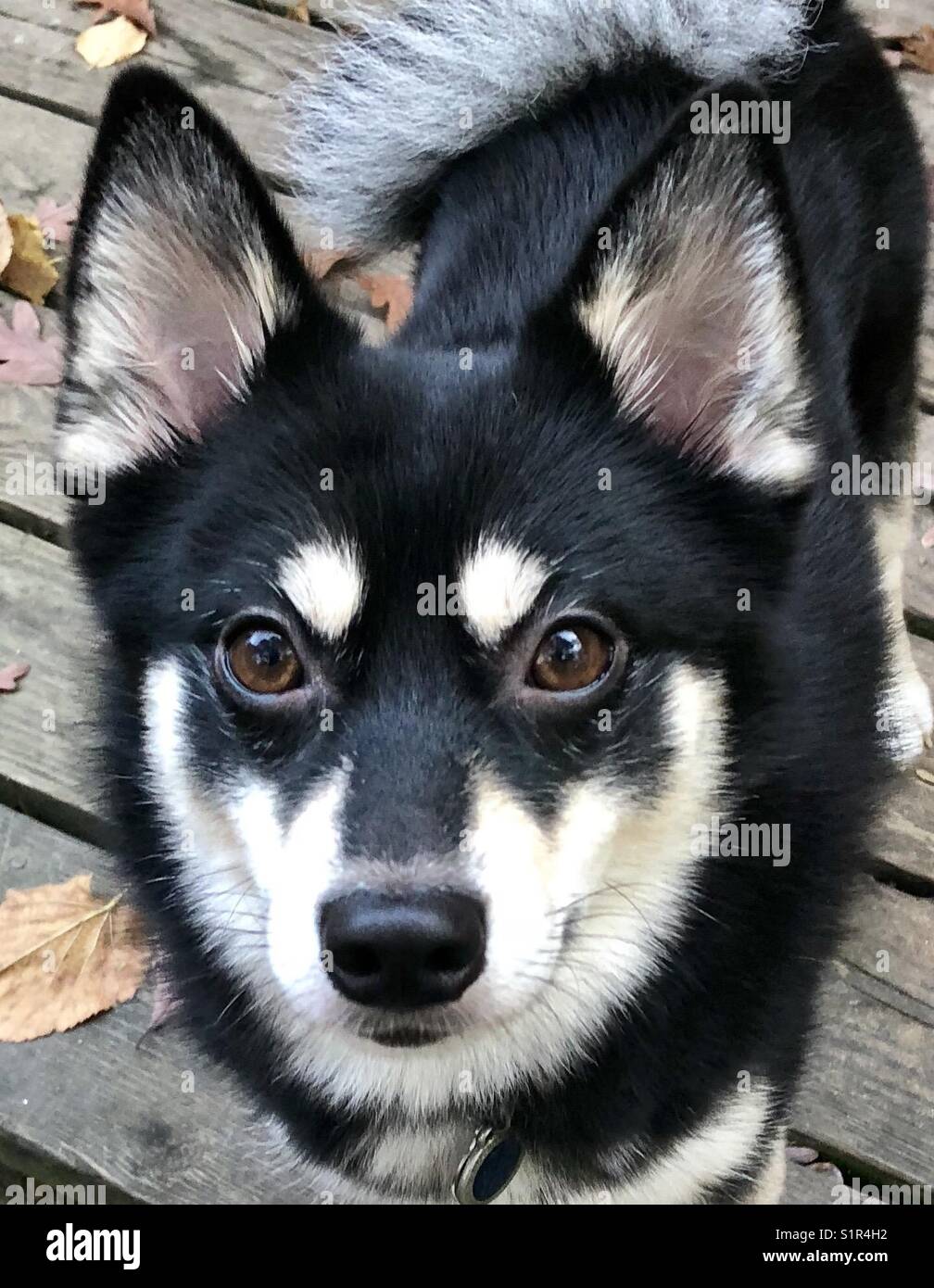 Pomsky dog hi-res stock photography and images - Alamy