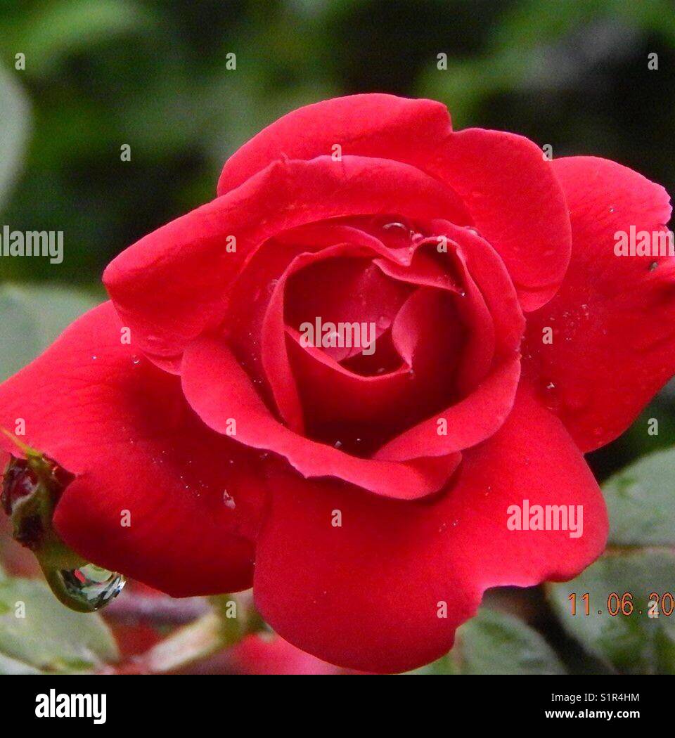 A rose by any other name Stock Photo - Alamy