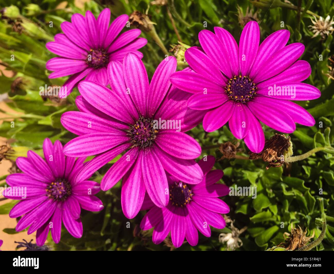 Vibrant pink flowers Stock Photo - Alamy