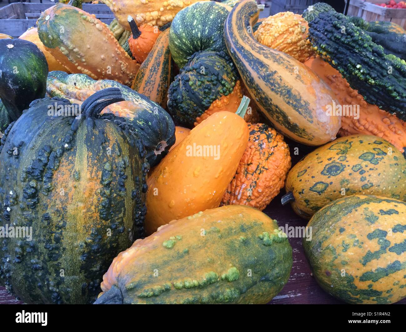 Decorative squash on display Stock Photo - Alamy