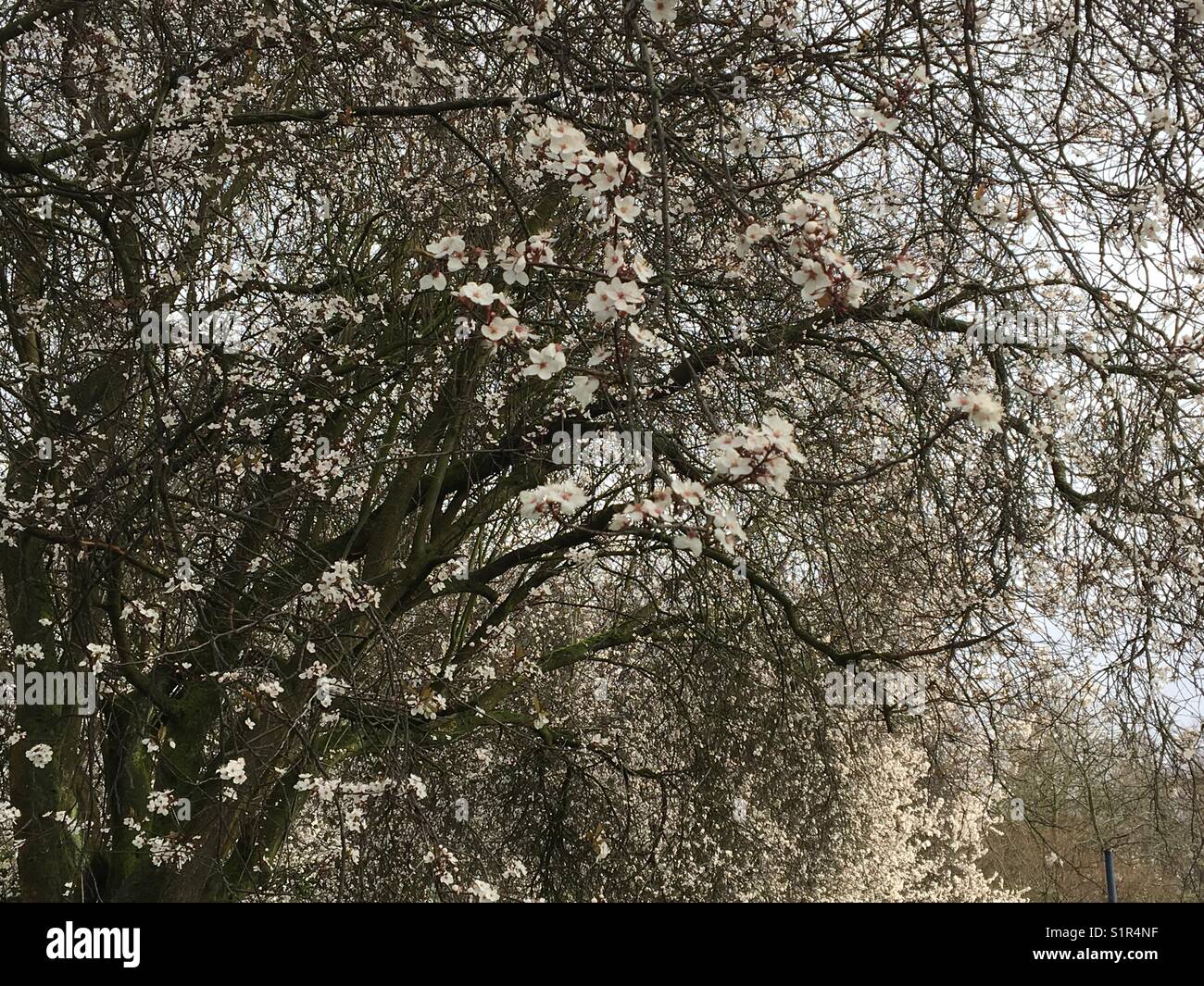 February flowers hi-res stock photography and images - Alamy