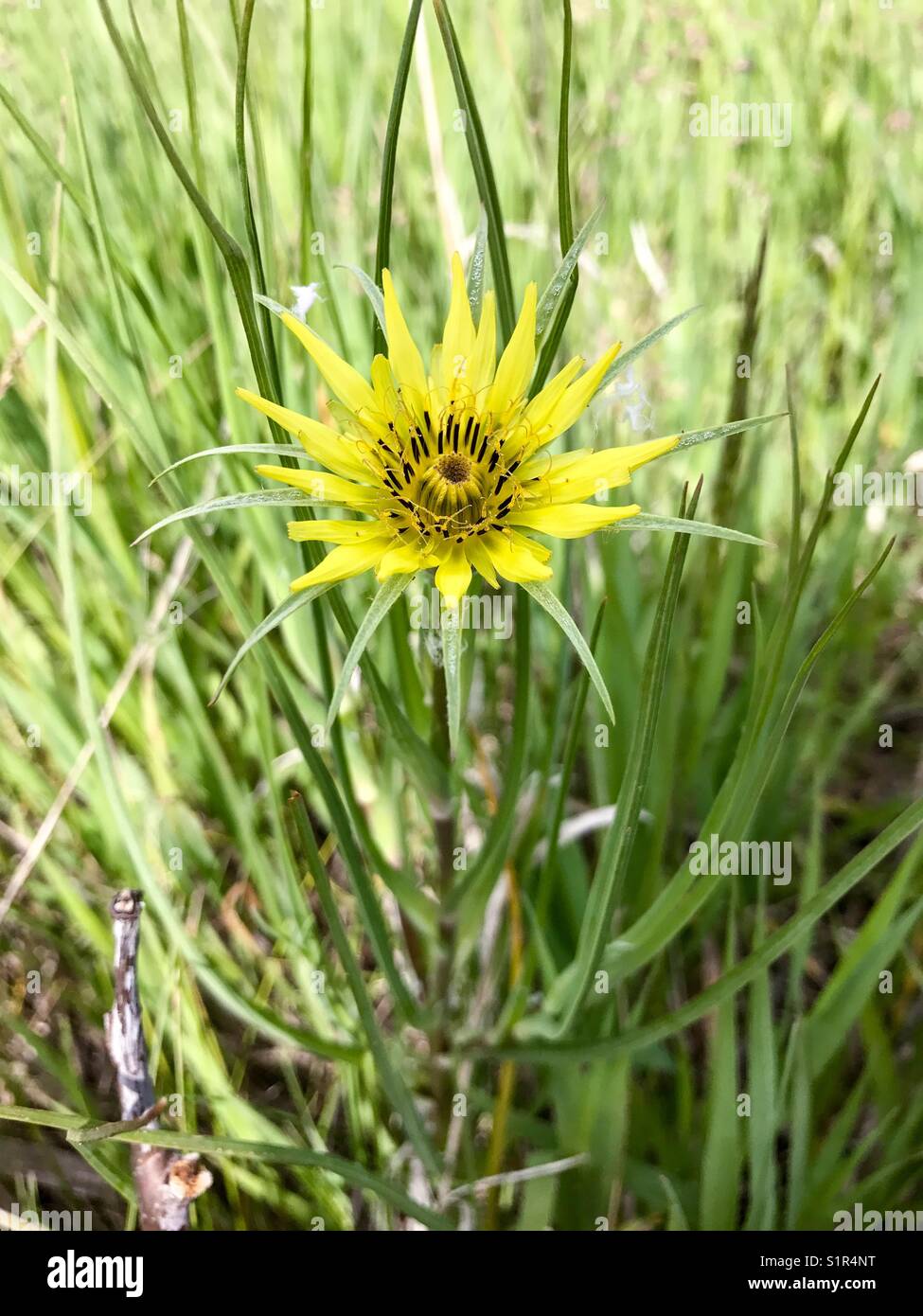 Nebraska State Flower High Resolution Stock Photography and Images - Alamy