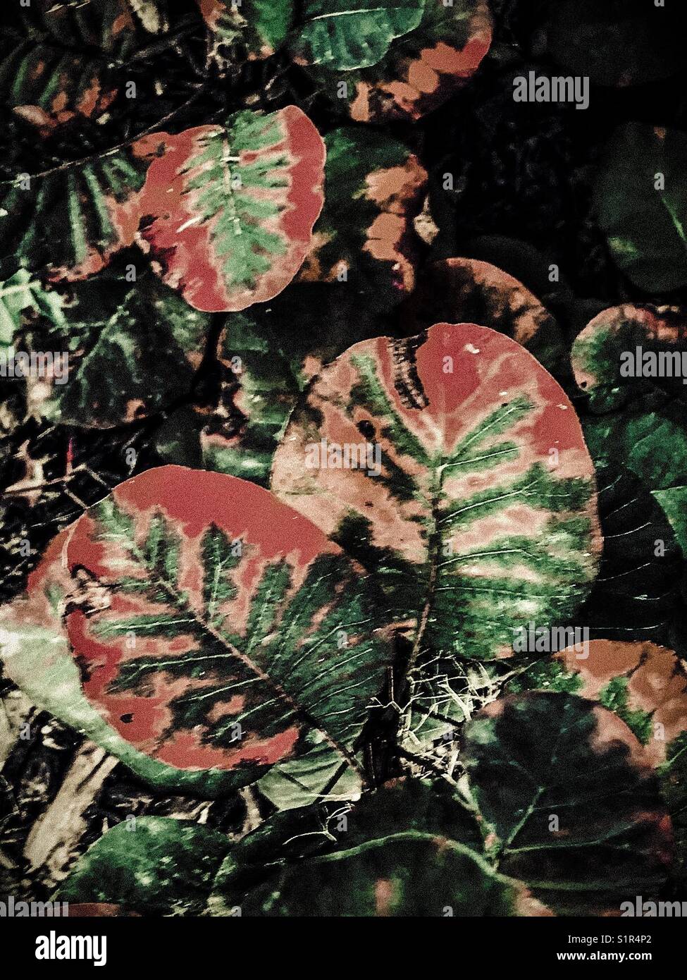 Smoke leaves hi-res stock photography and images - Alamy