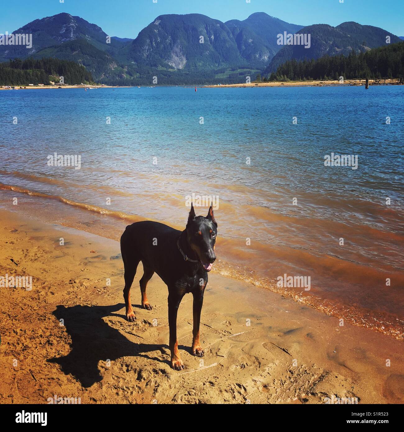 Dog days of summer Stock Photo - Alamy