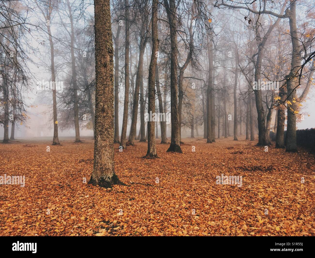 Mist Tree Trunks High Resolution Stock Photography and Images - Alamy