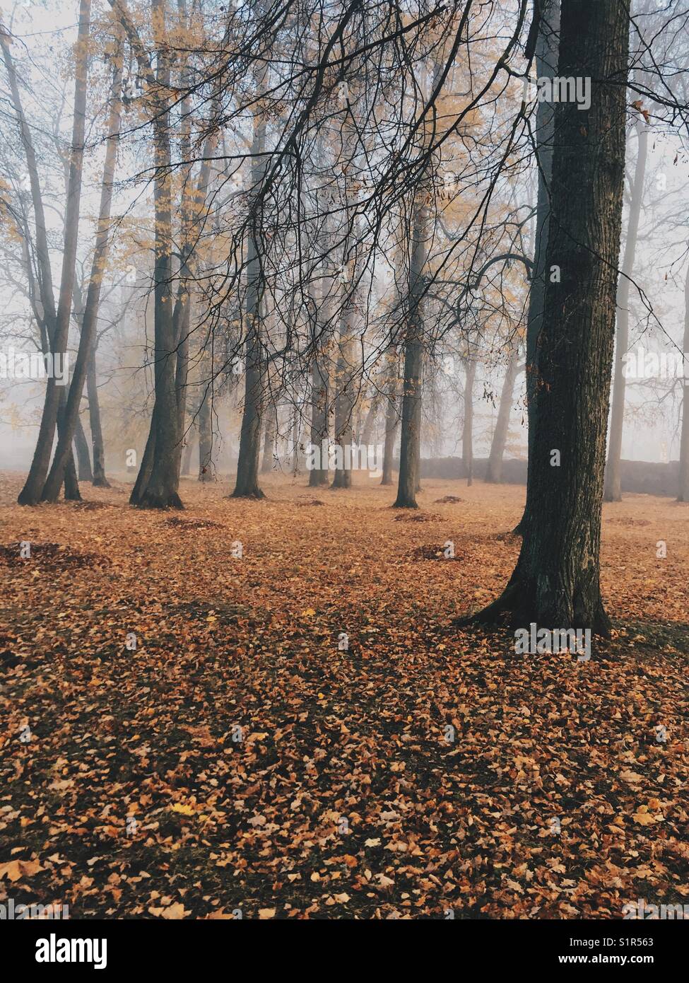 Mist trunk hi-res stock photography and images - Alamy