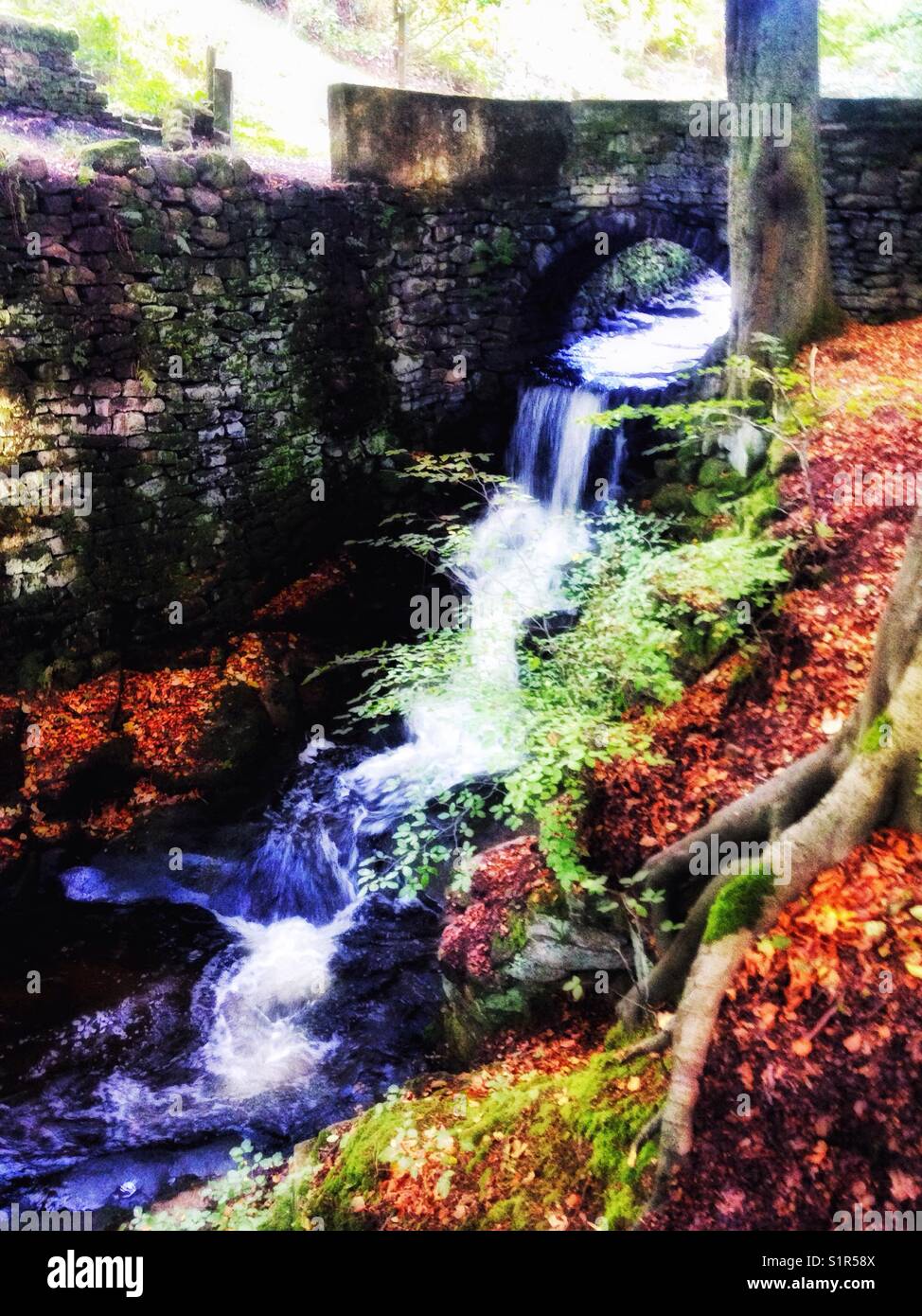 Waterfall in woods Stock Photo - Alamy