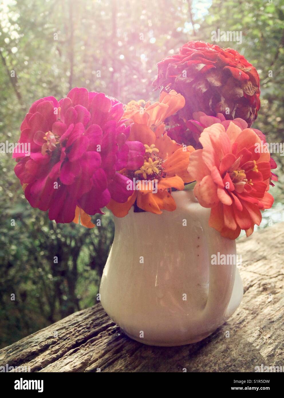 Posies hi-res stock photography and images - Alamy