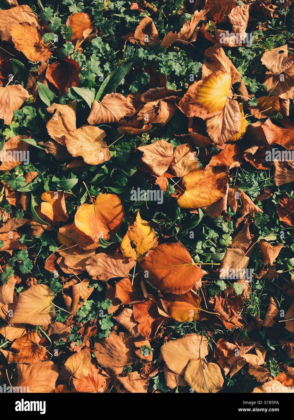 Grass with orange leaves hi-res stock photography and images - Alamy