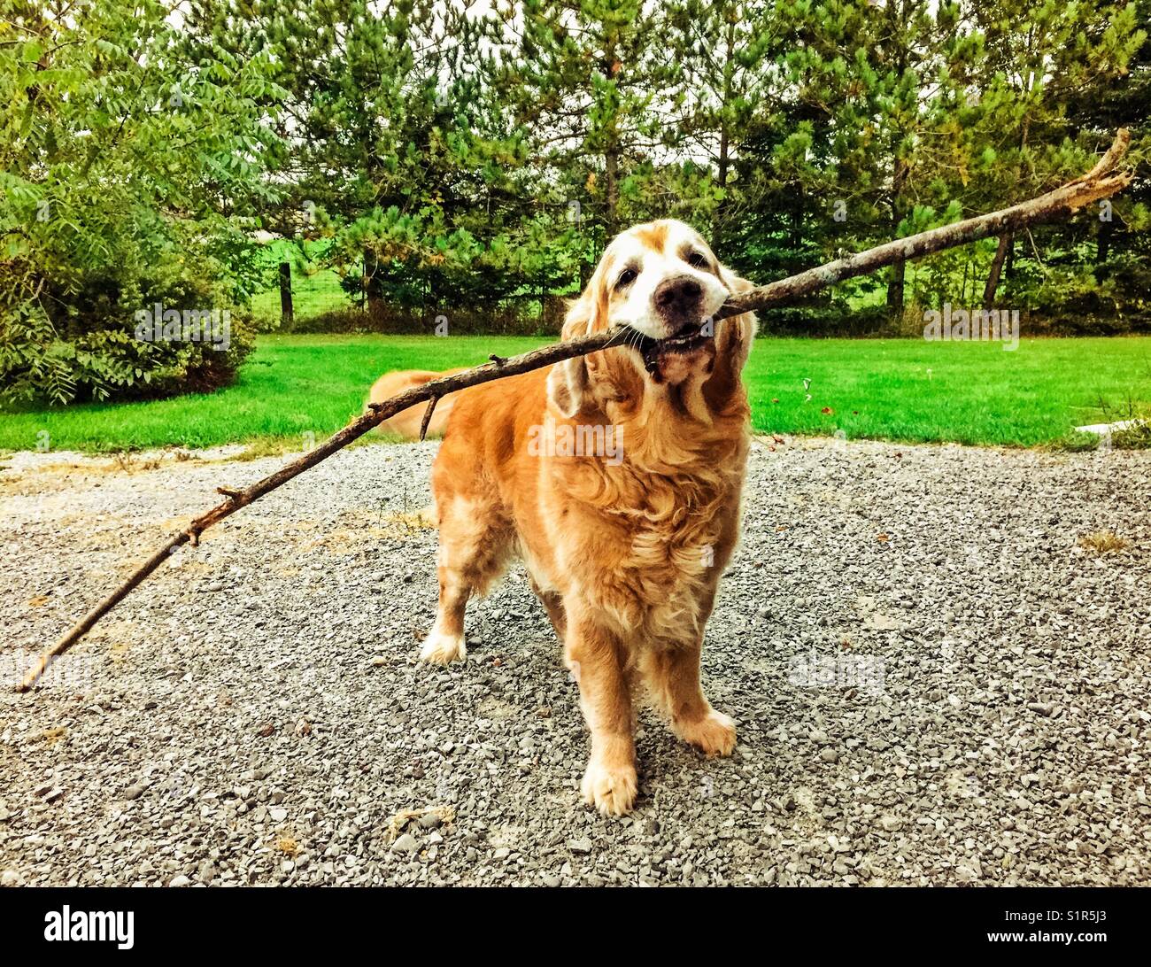 Golden retriever holding a large stick in his mouth Stock Photo - Alamy