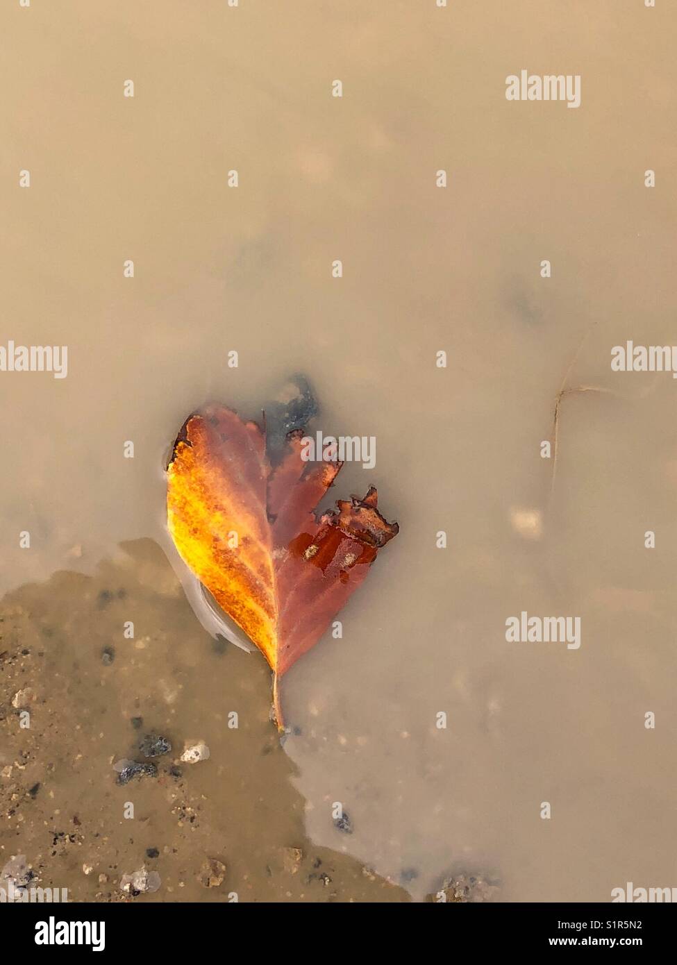 Fallen autumn leaf in a puddle of rainwater Stock Photo - Alamy