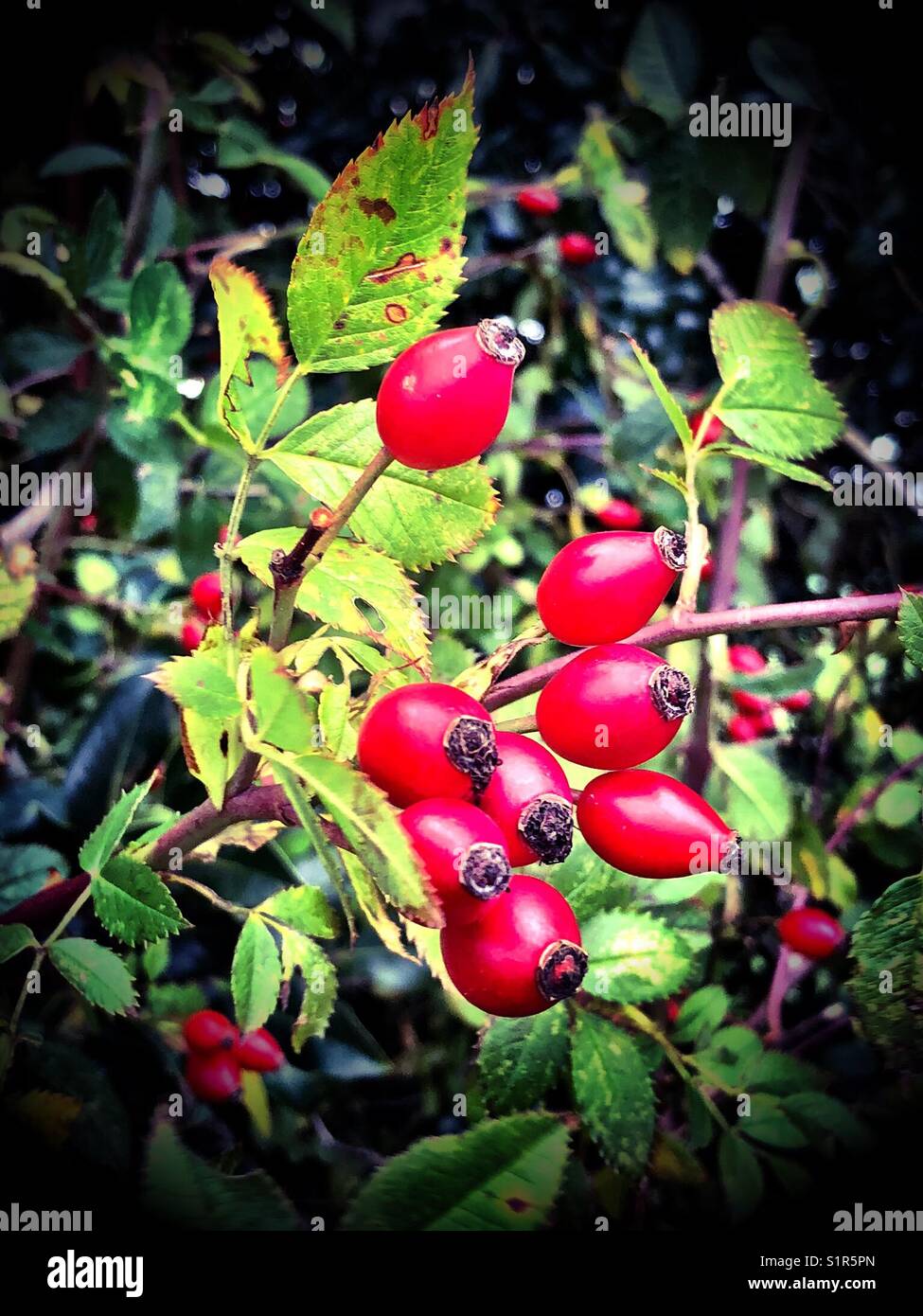 Seeds fruit rose red hi-res stock photography and images - Alamy