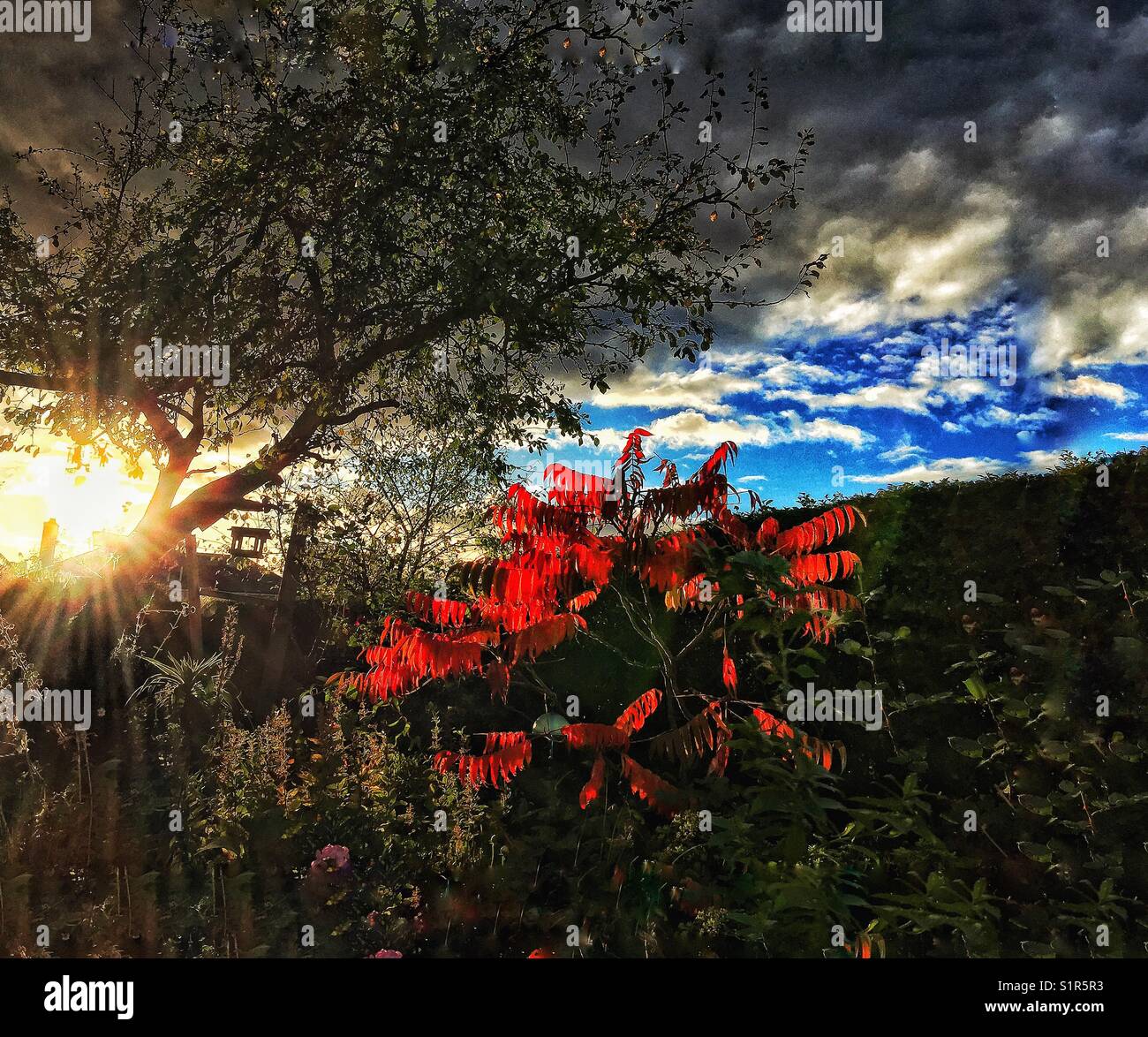 In the garden at Sunset Stock Photo - Alamy
