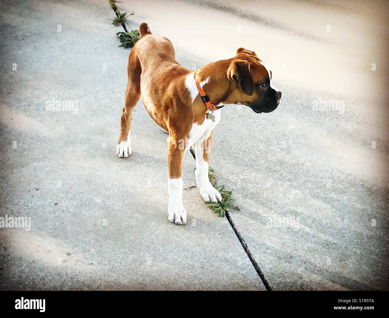 Alert and ready!!! Stock Photo - Alamy