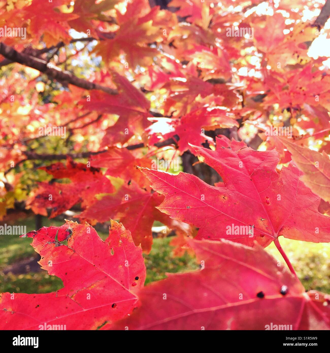 Changing of leaves hi-res stock photography and images - Alamy