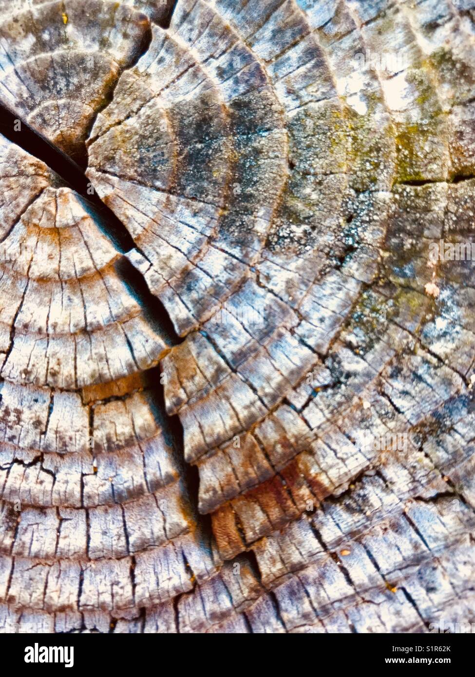 Weathered wood log hi-res stock photography and images - Alamy