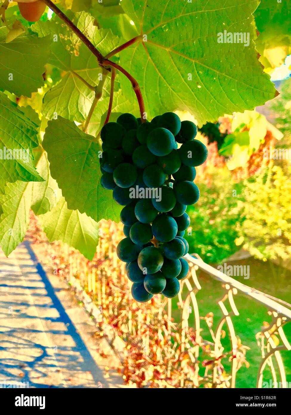 Grapes at Sunset Stock Photo - Alamy
