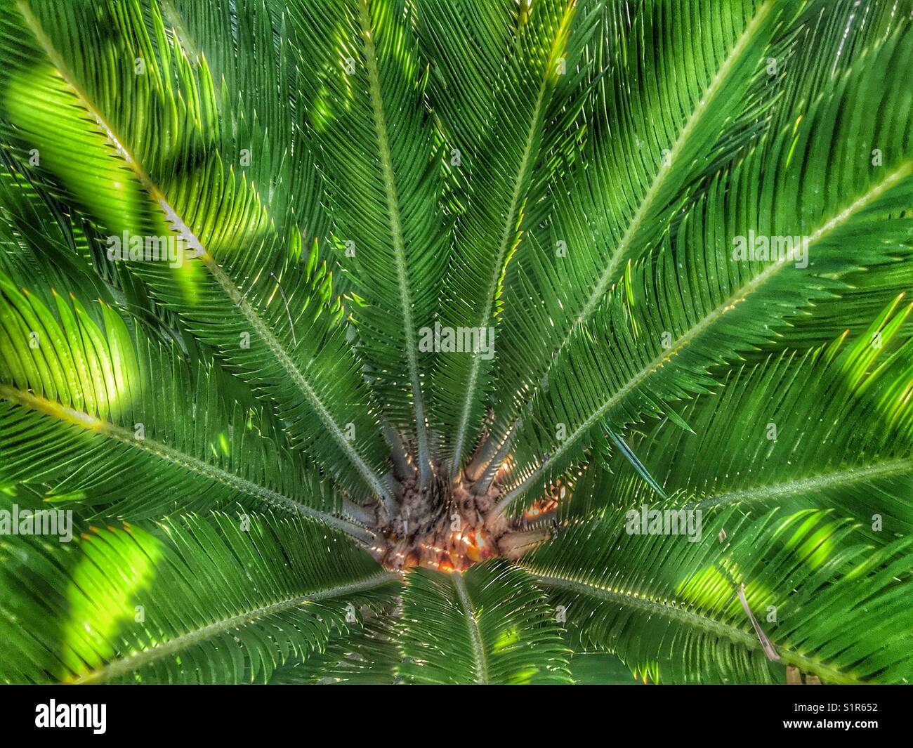 Cycad, Cycas revoluta, Japanese Sago palm, high angle view Stock Photo ...