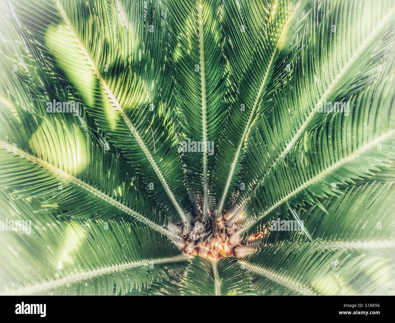 Cycad, Cycas revoluta, Japanese Sago palm, high angle view Stock Photo ...