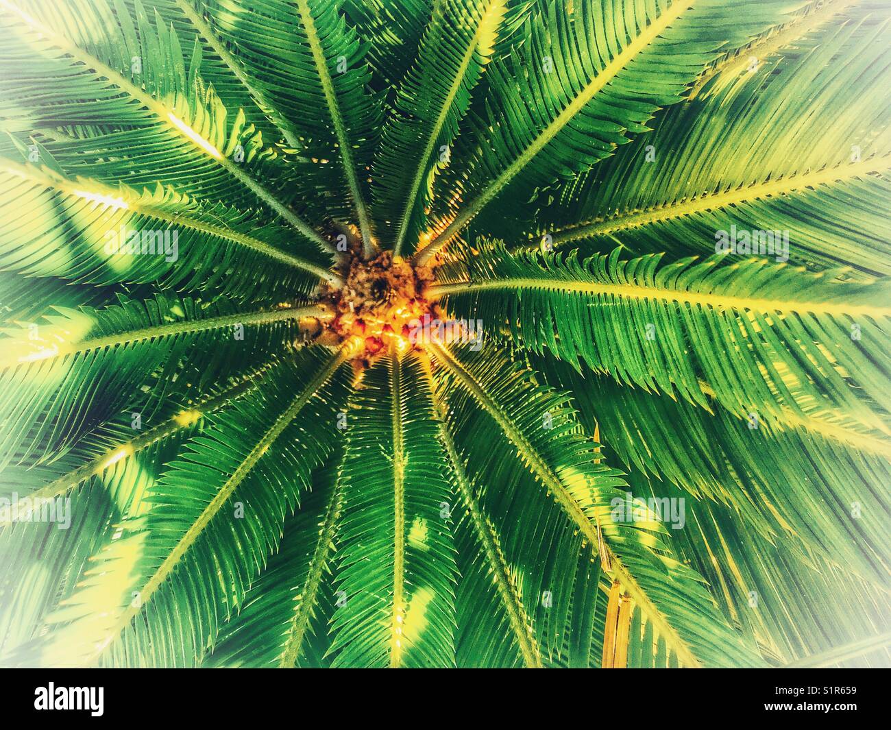 Cycad, Cycas revoluta, Japanese Sago palm, high angle view Stock Photo ...