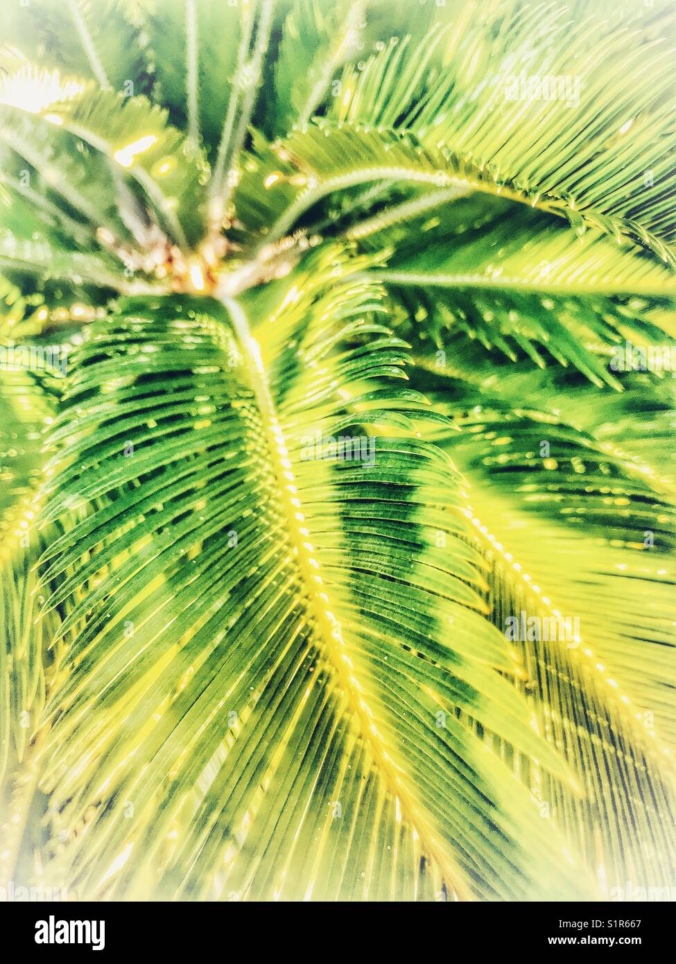 Cycad, Cycas revoluta, Japanese Sago palm, high angle view Stock Photo ...