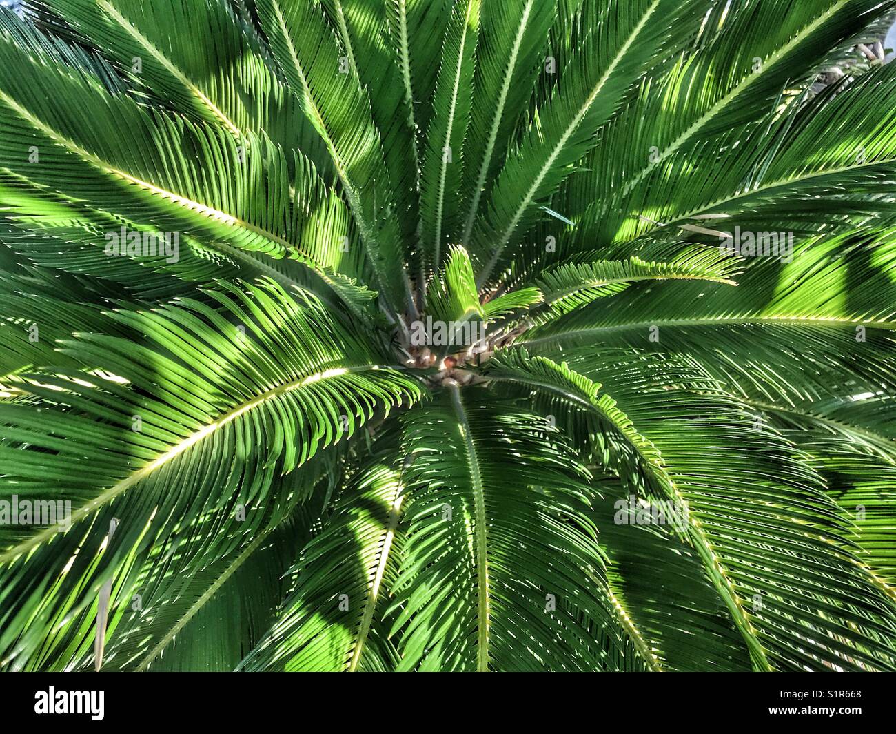 Cycad, Cycas revoluta, Japanese Sago palm, high angle view Stock Photo ...