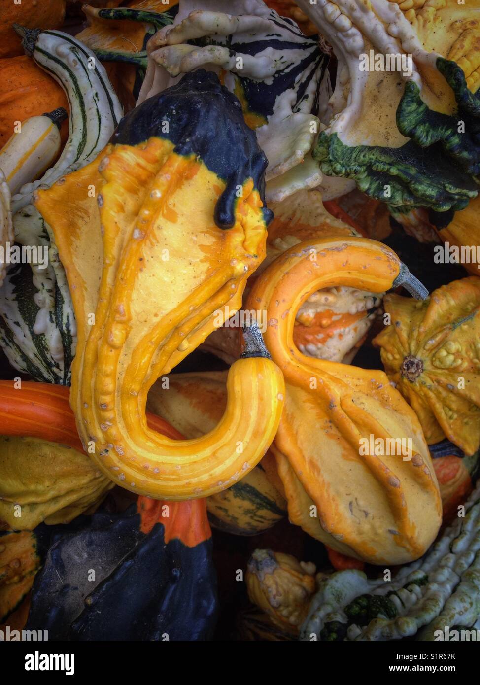 Winged gourds hi-res stock photography and images - Alamy