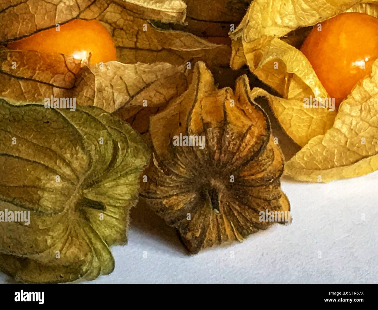 Cape gooseberry physalis hi-res stock photography and images - Alamy