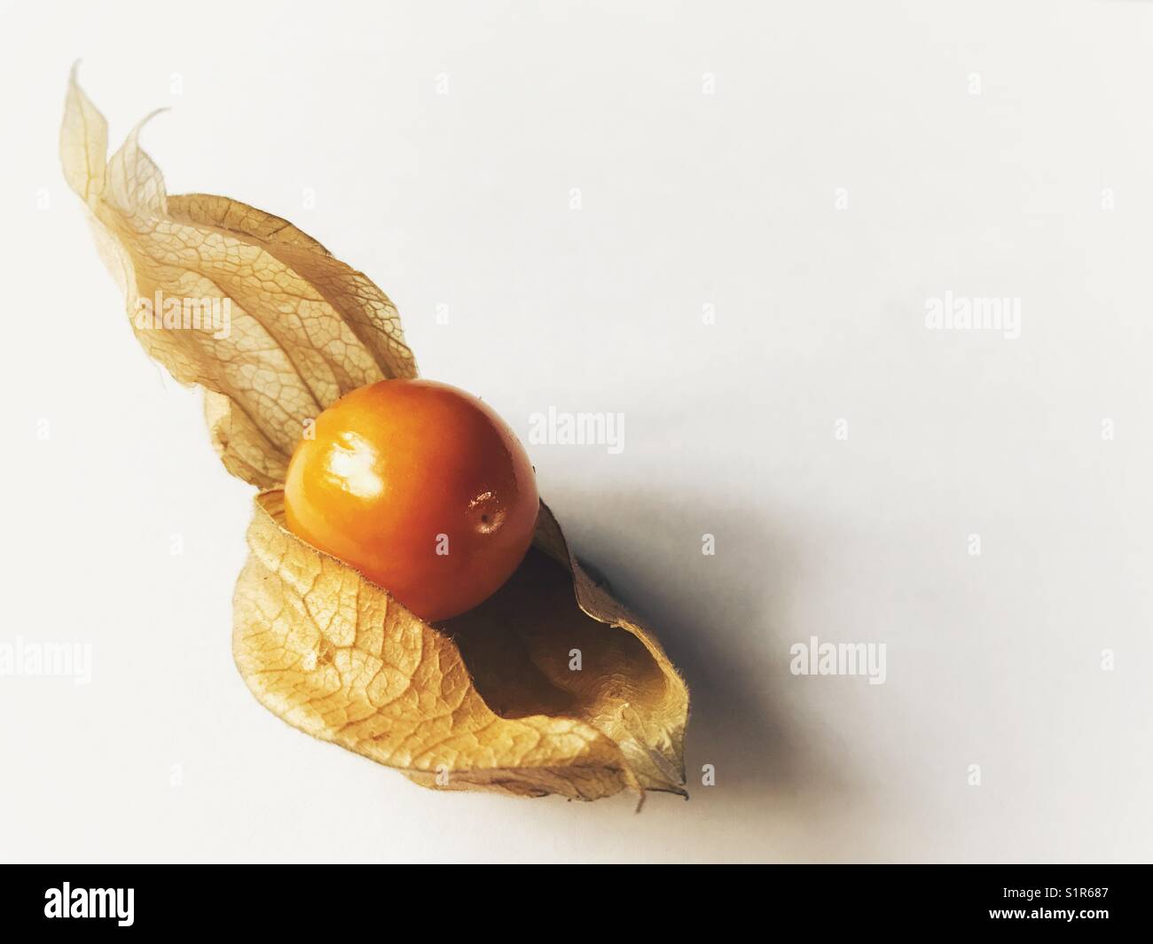 Cape gooseberry, Physalis peruviana, Giant ground cherry, golden berry ...