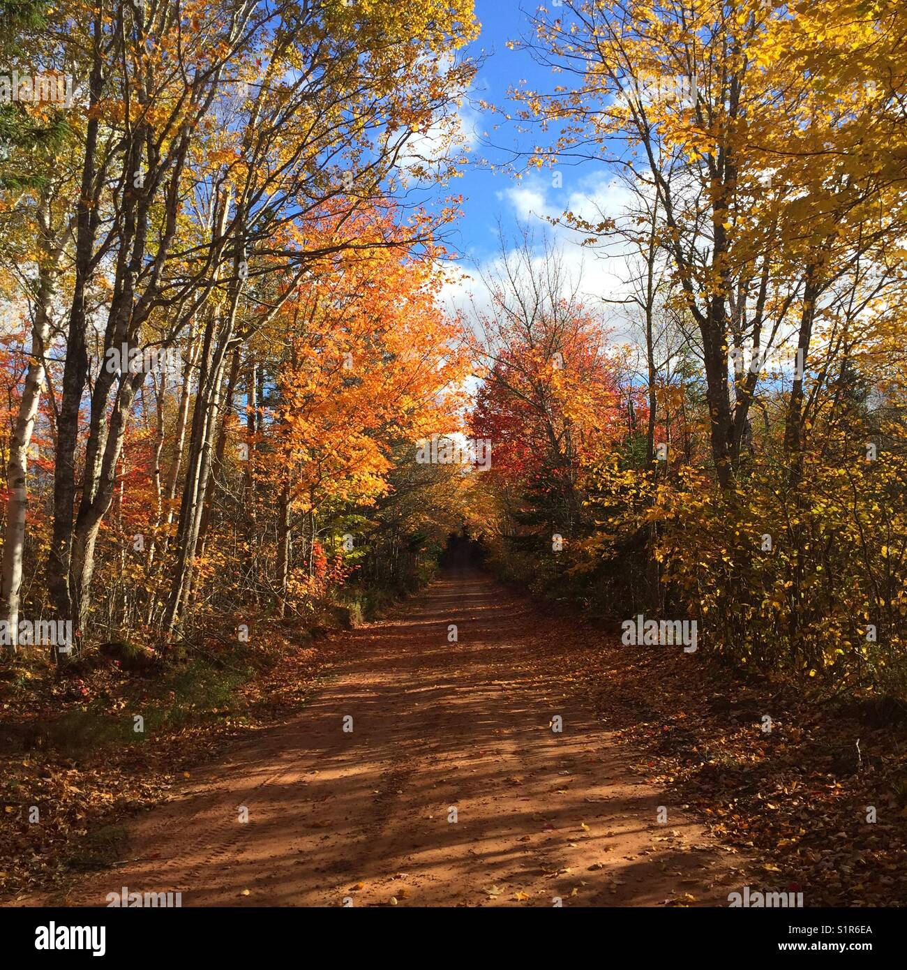 Clay dirt road with fall foliage in rural Prince Edward Island Stock ...