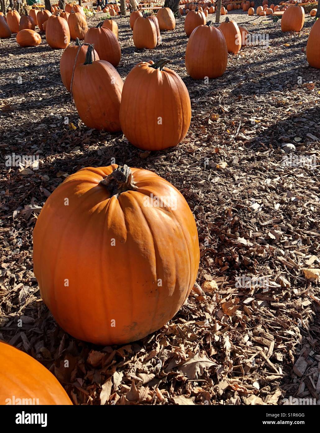 Pumpkin trail hi-res stock photography and images - Alamy