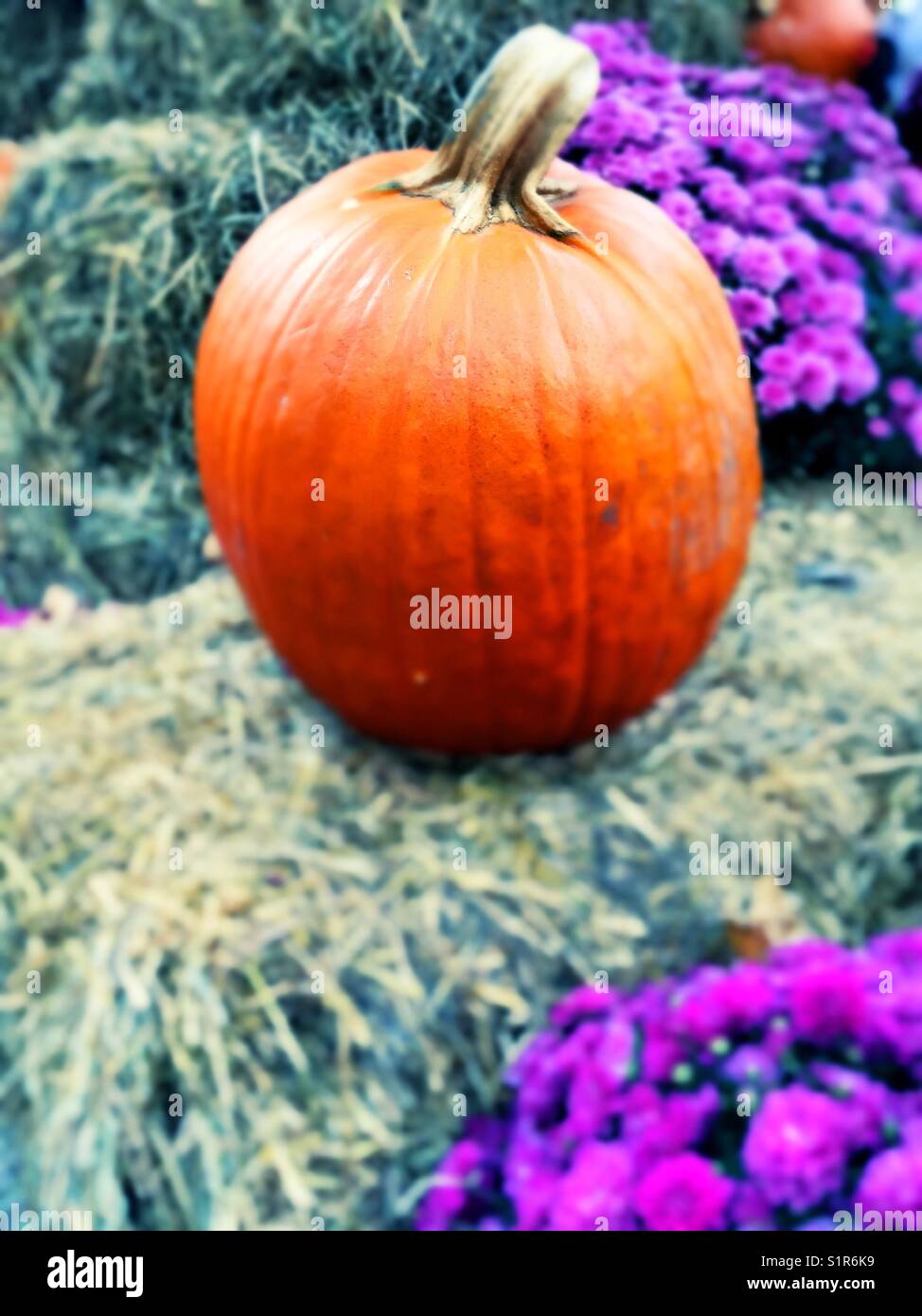 Pumpkin on a bale of hay in a colorful Halloween display, USA Stock ...
