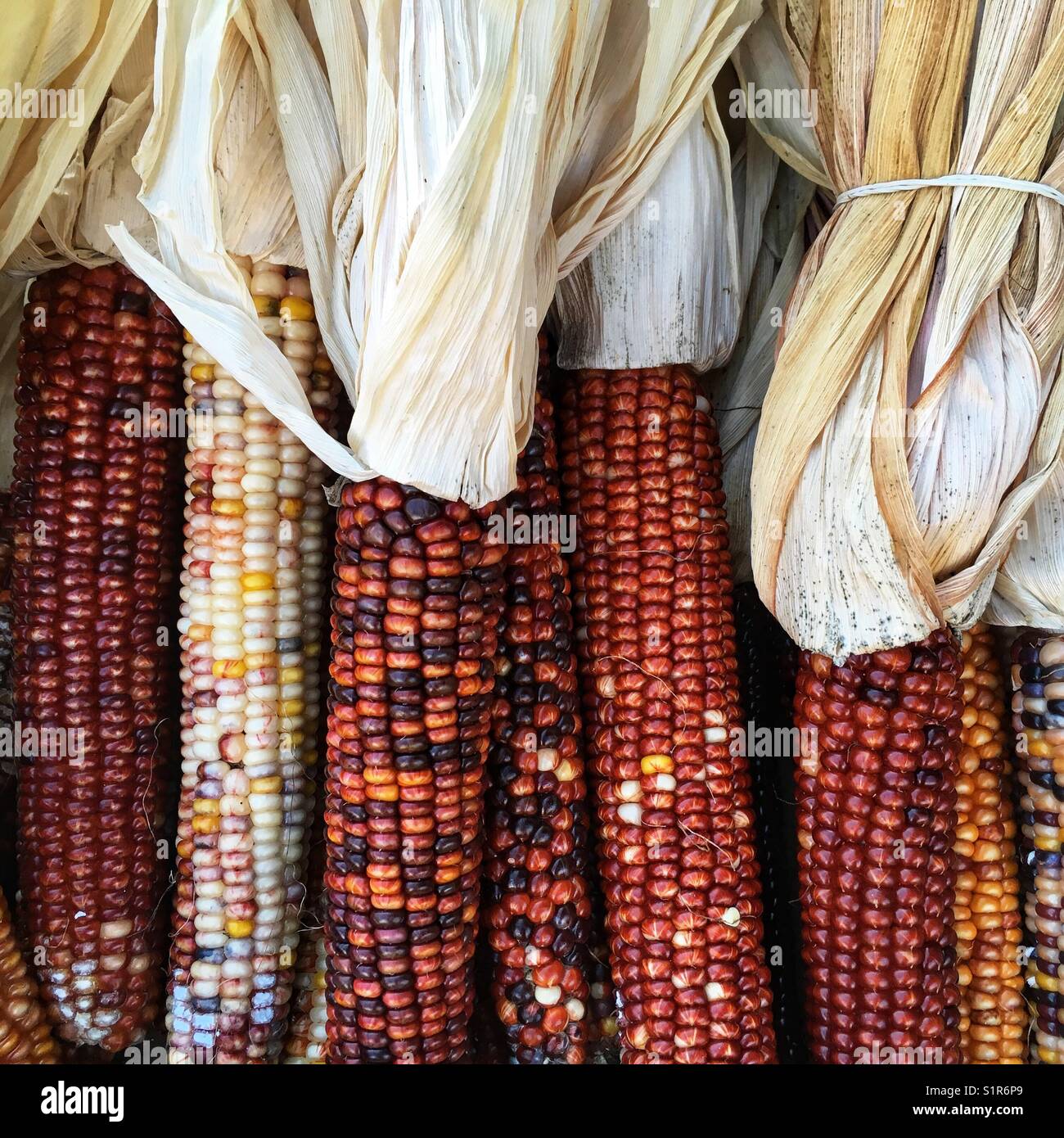 Flint corn hi-res stock photography and images - Alamy