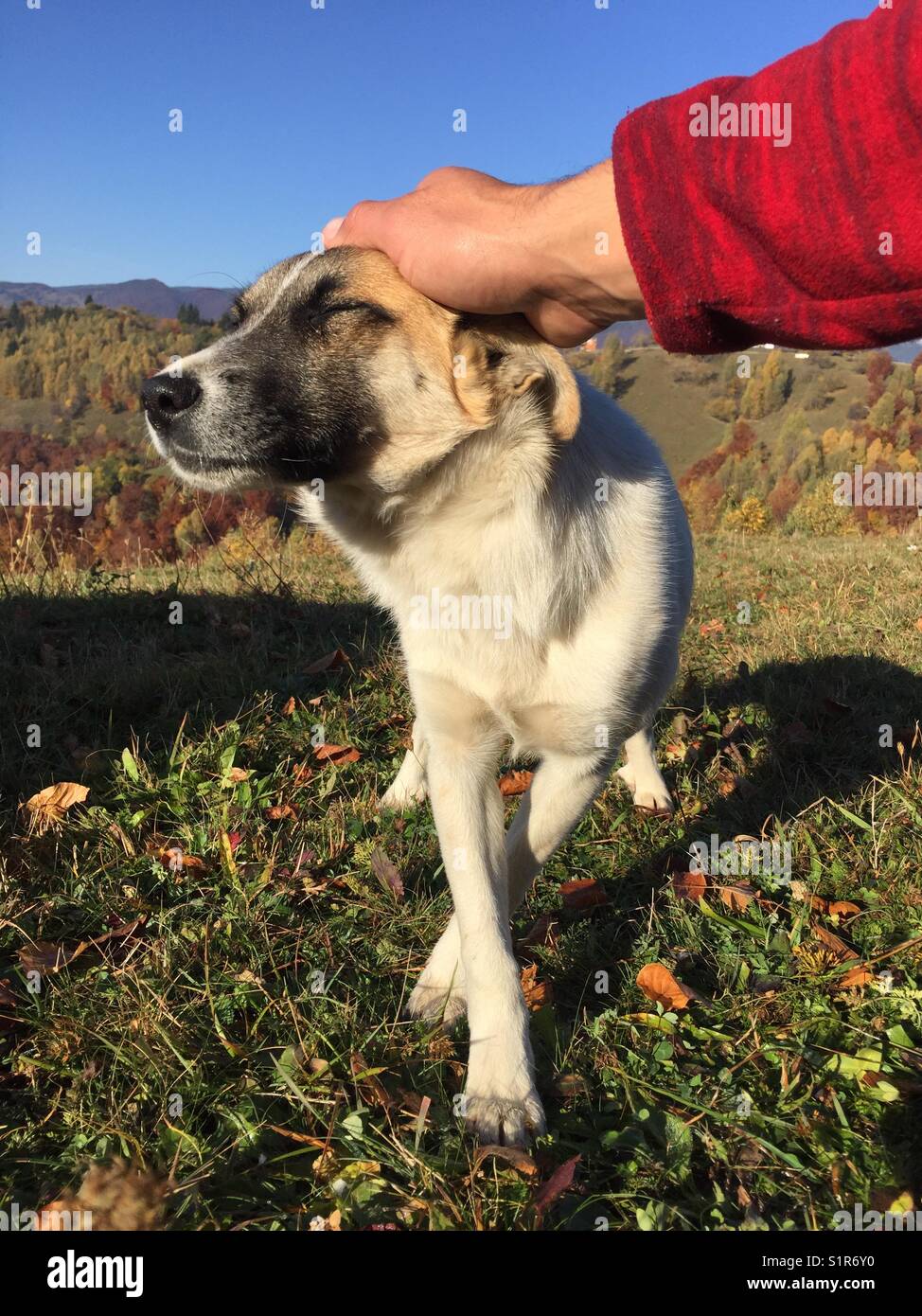 Hand petting dog hi-res stock photography and images - Alamy