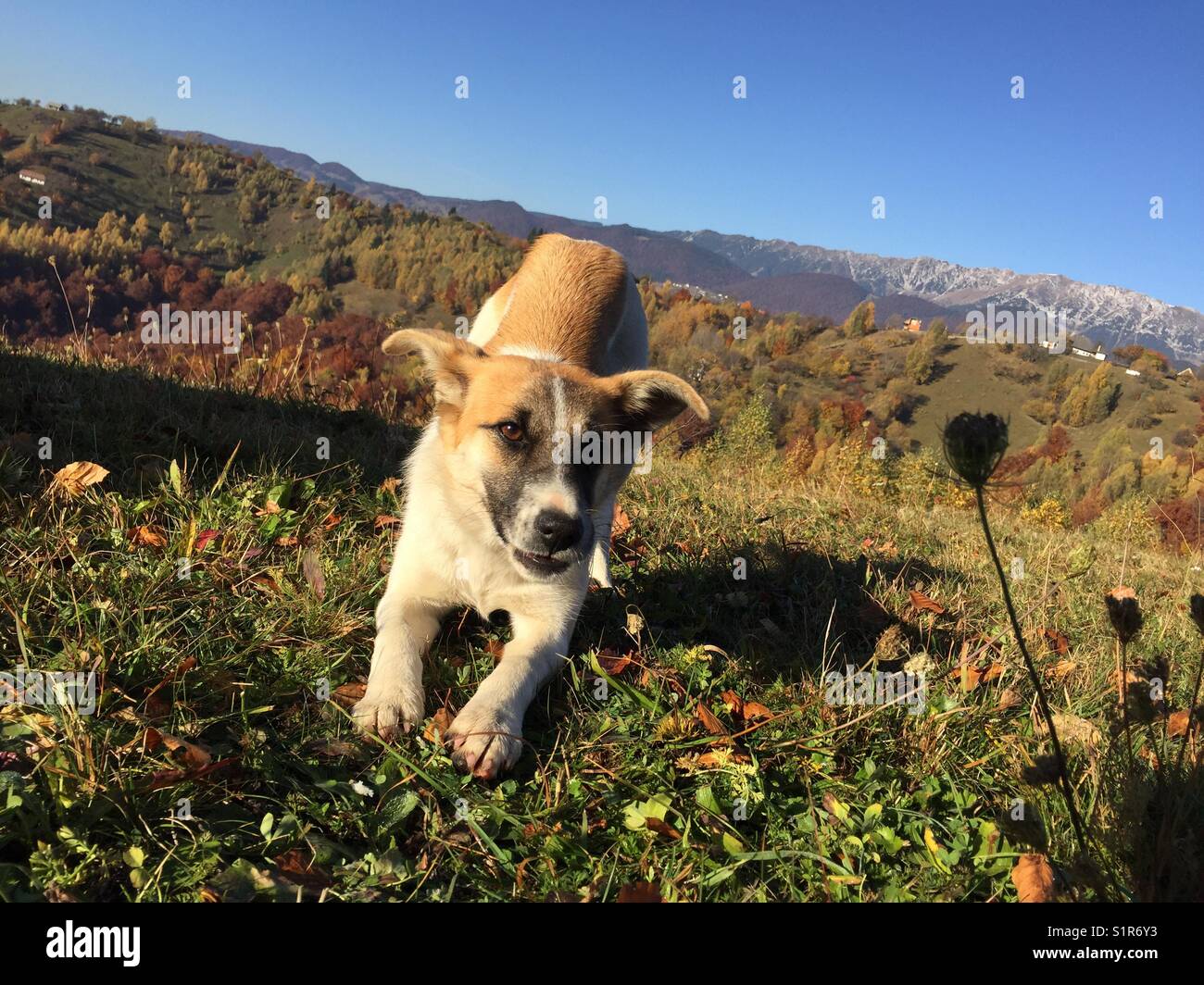 Joyful scenery hi-res stock photography and images - Alamy