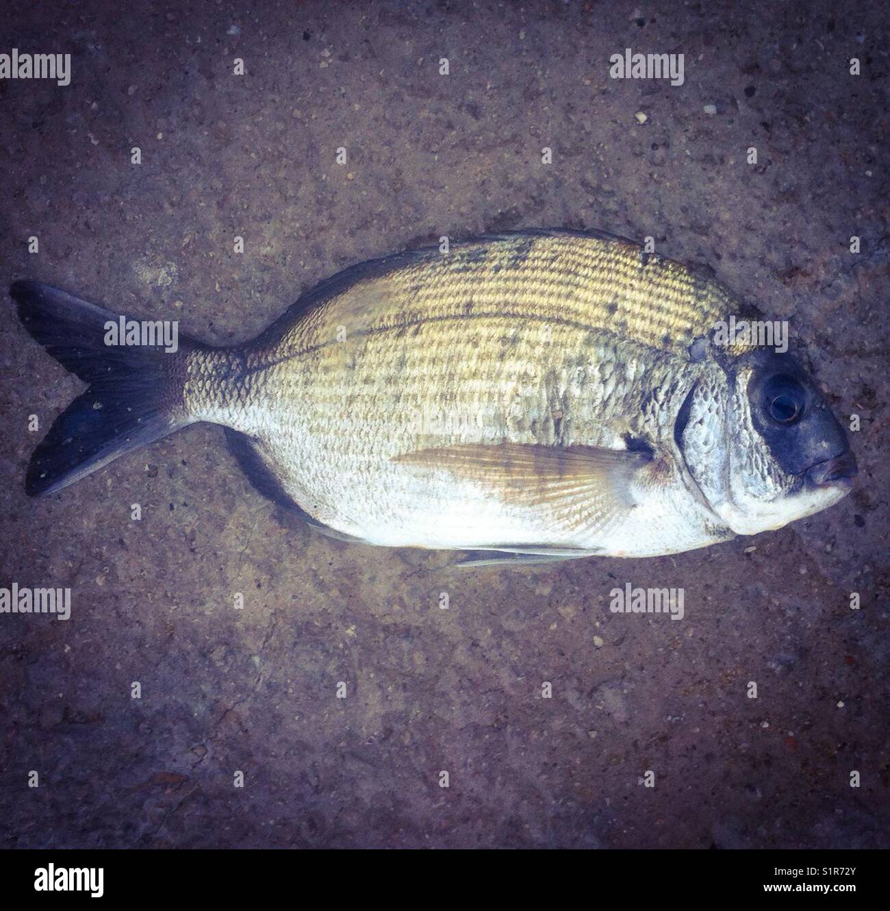 Sargo Fish High Resolution Stock Photography and Images - Alamy
