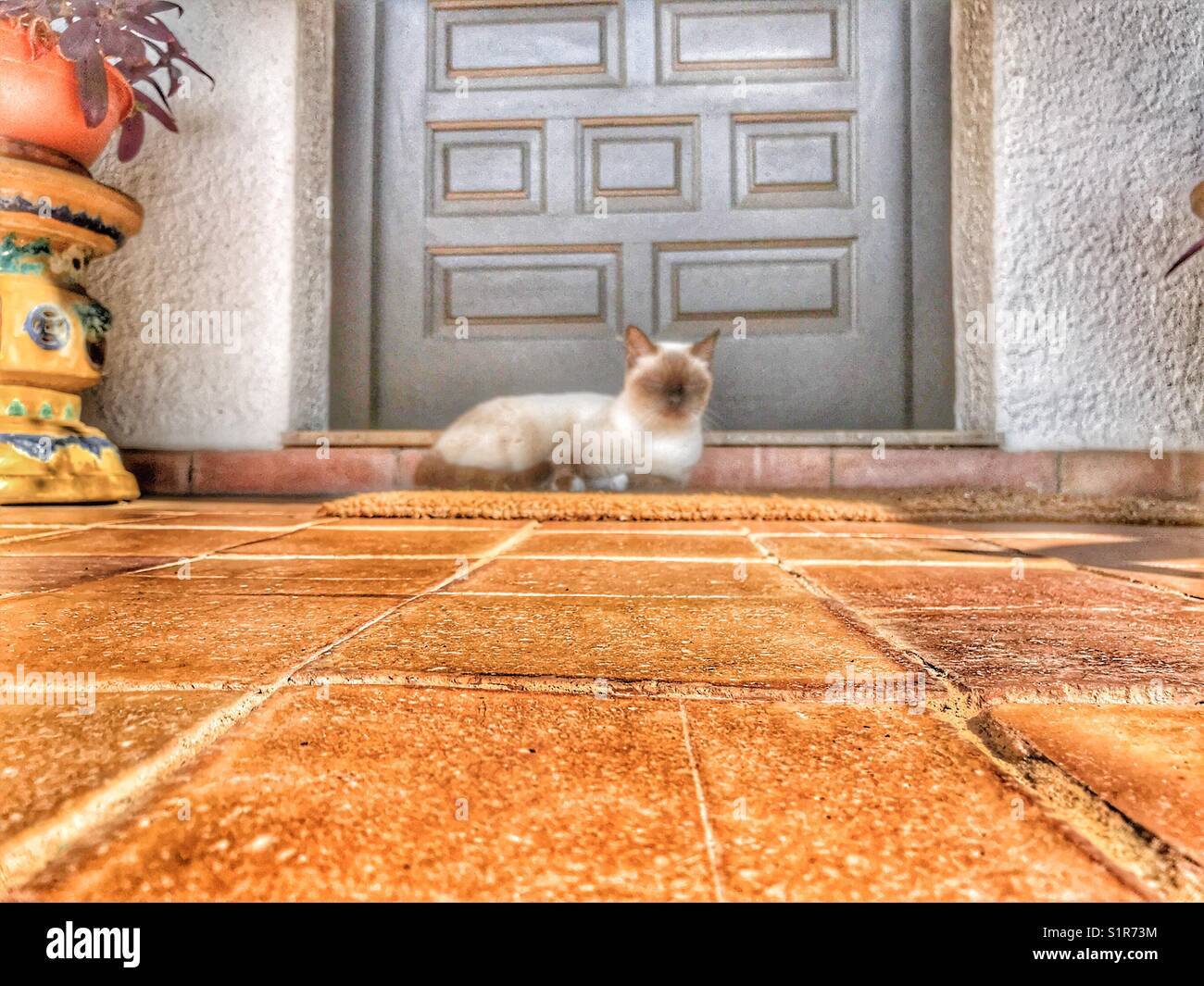Siamese cat lying on front doormat Stock Photo - Alamy
