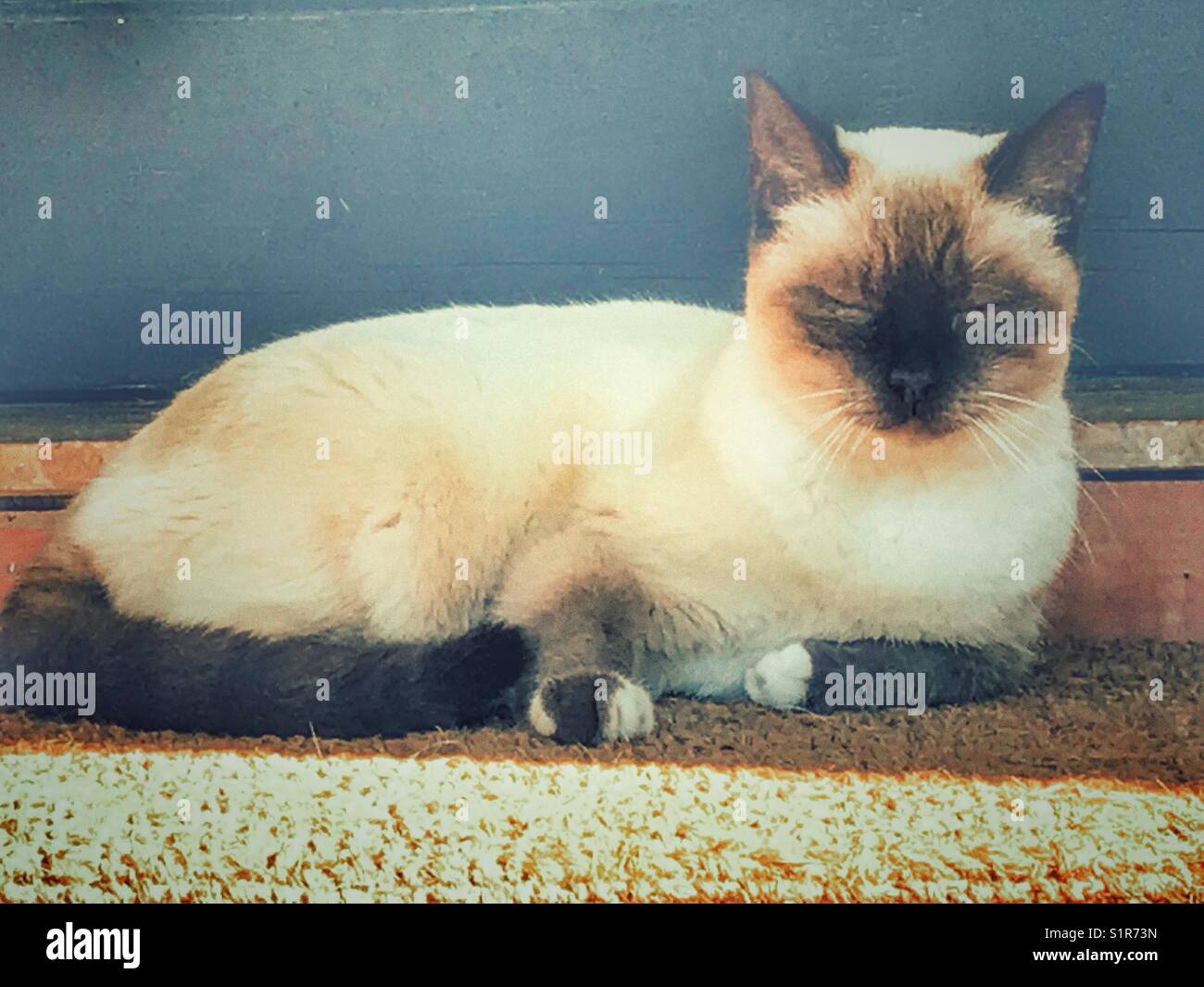 Siamese cat lying on front doormat Stock Photo - Alamy