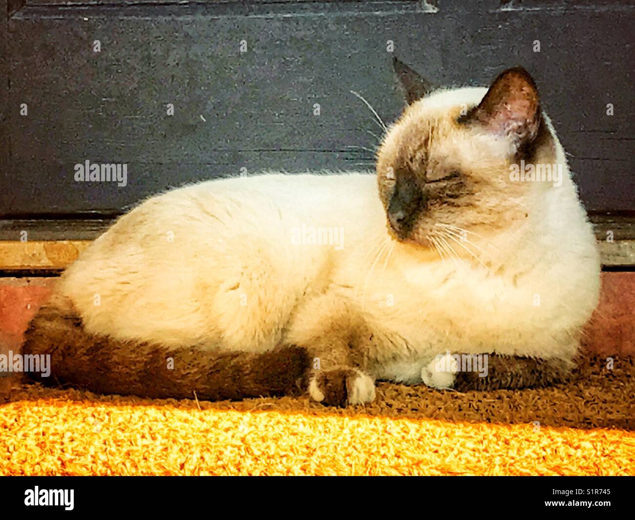 Cat outside front door, lying on a doormat Stock Photo - Alamy