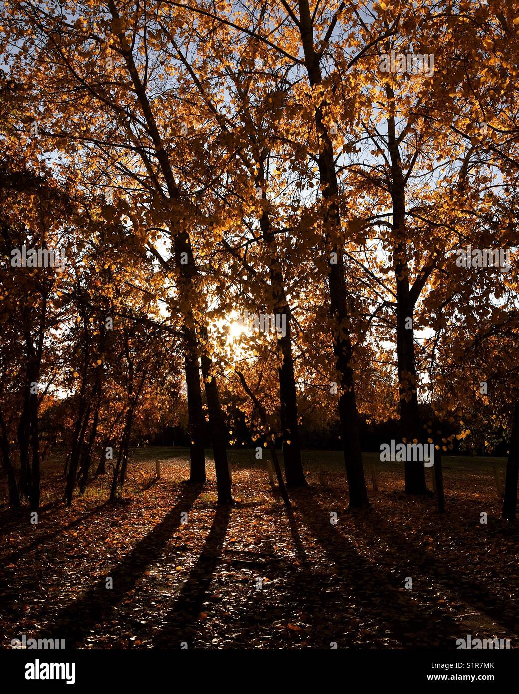Trees through the seasons hi-res stock photography and images - Alamy