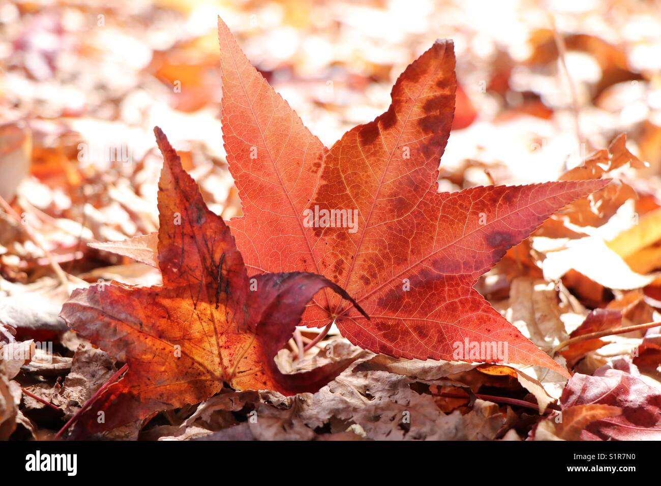 Leafs orange hi-res stock photography and images - Alamy